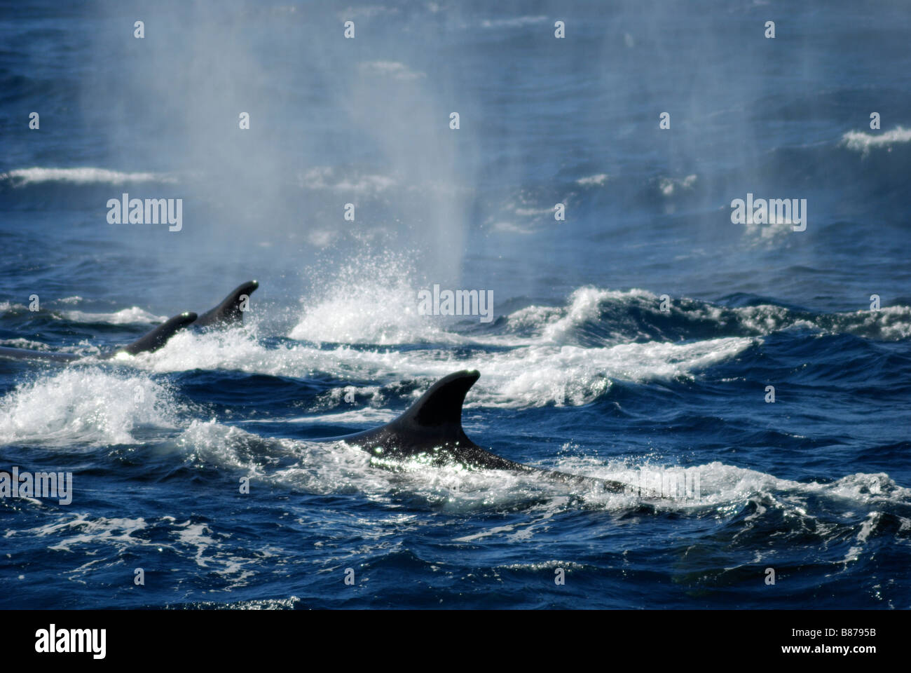 Antarctica southern ocean fin hi-res stock photography and images - Alamy
