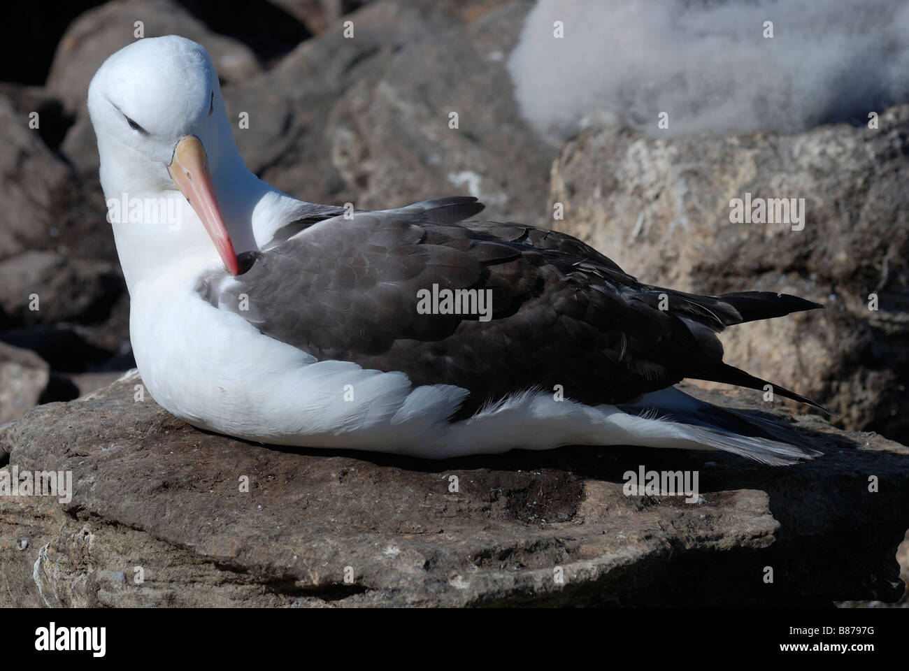 Diomedea melanophris hi-res stock photography and images - Alamy