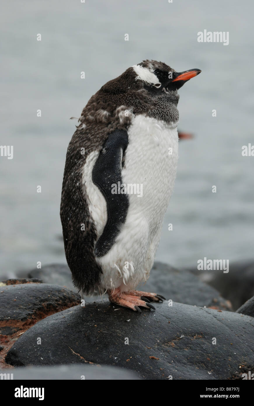 Pengiun hi-res stock photography and images - Alamy