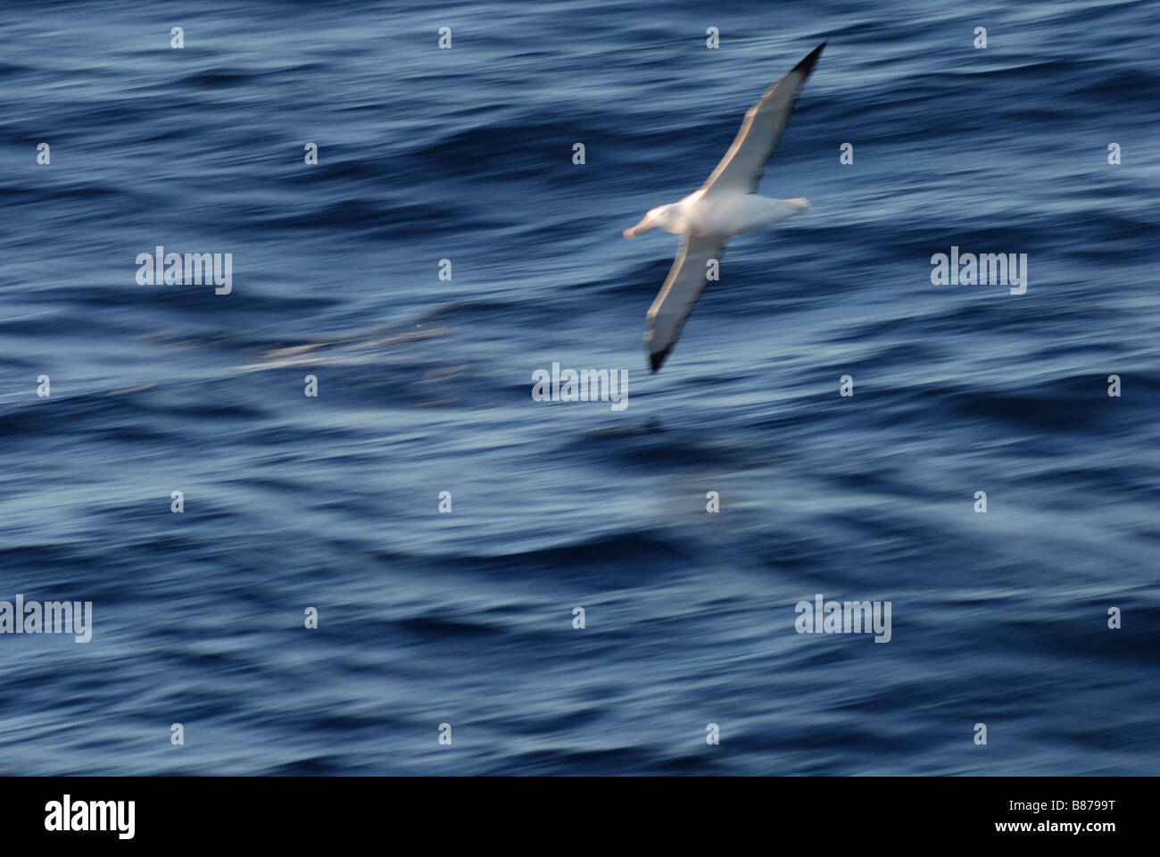 Wandering Albatross Diomedea exulans Drake Passage Antarctica Stock ...