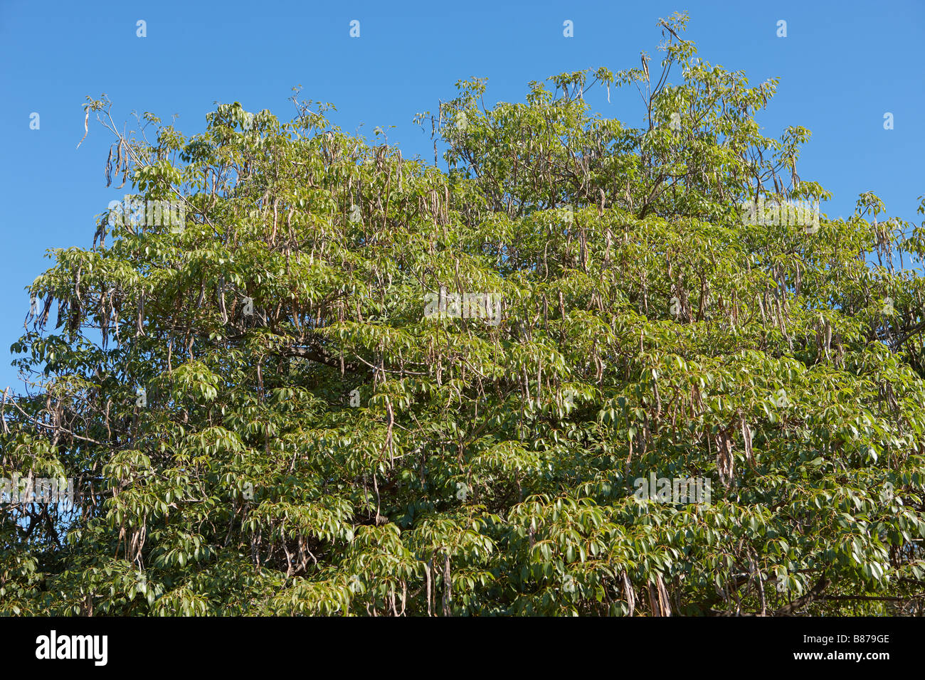 Pink trumpet tree. Los Angeles County Arboretum and Botanic Garden, Los ...