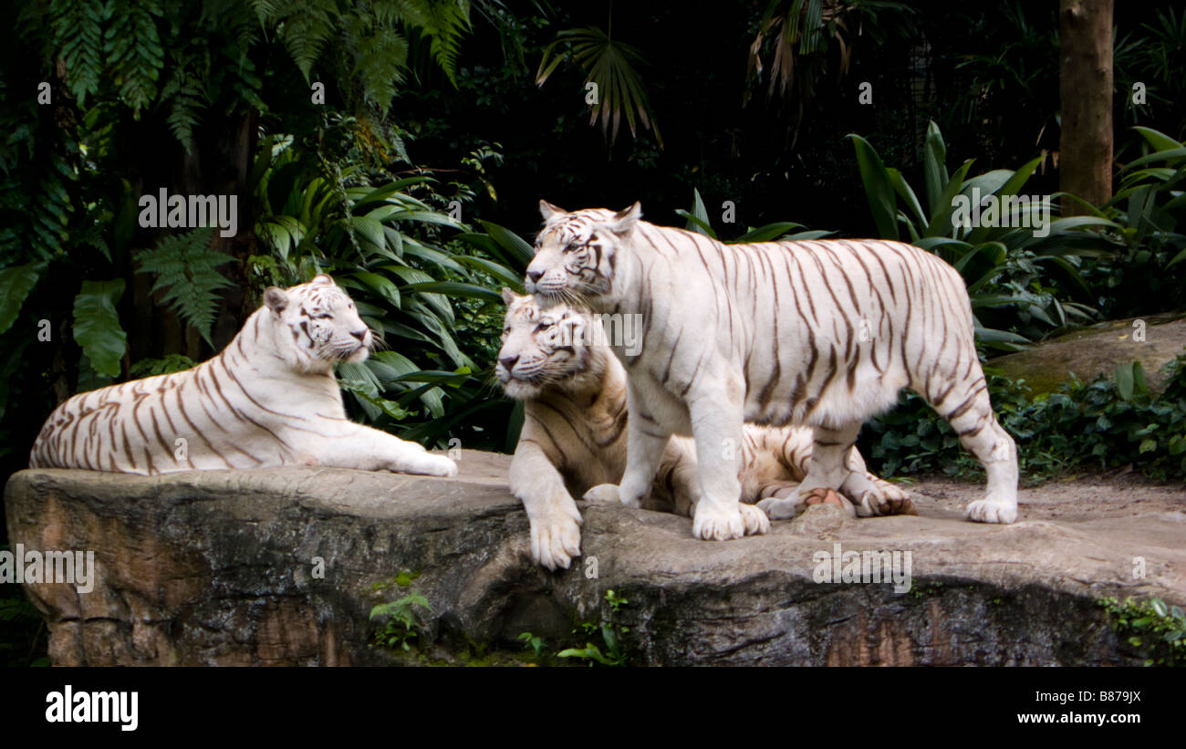 Zoo tigers hi-res stock photography and images - Alamy
