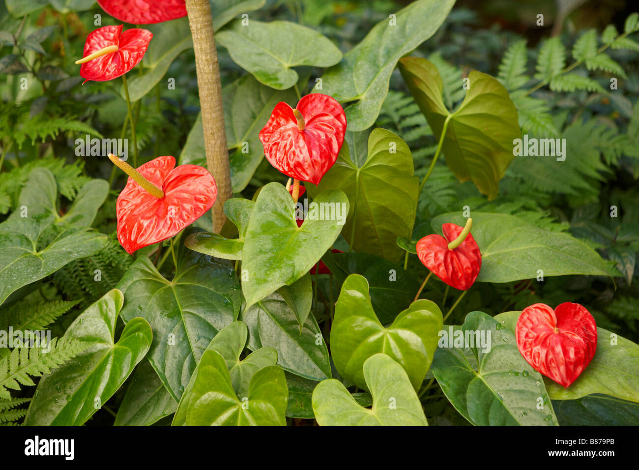 Red anthuriums. Los Angeles County Arboretum and Botanic Garden, Los ...