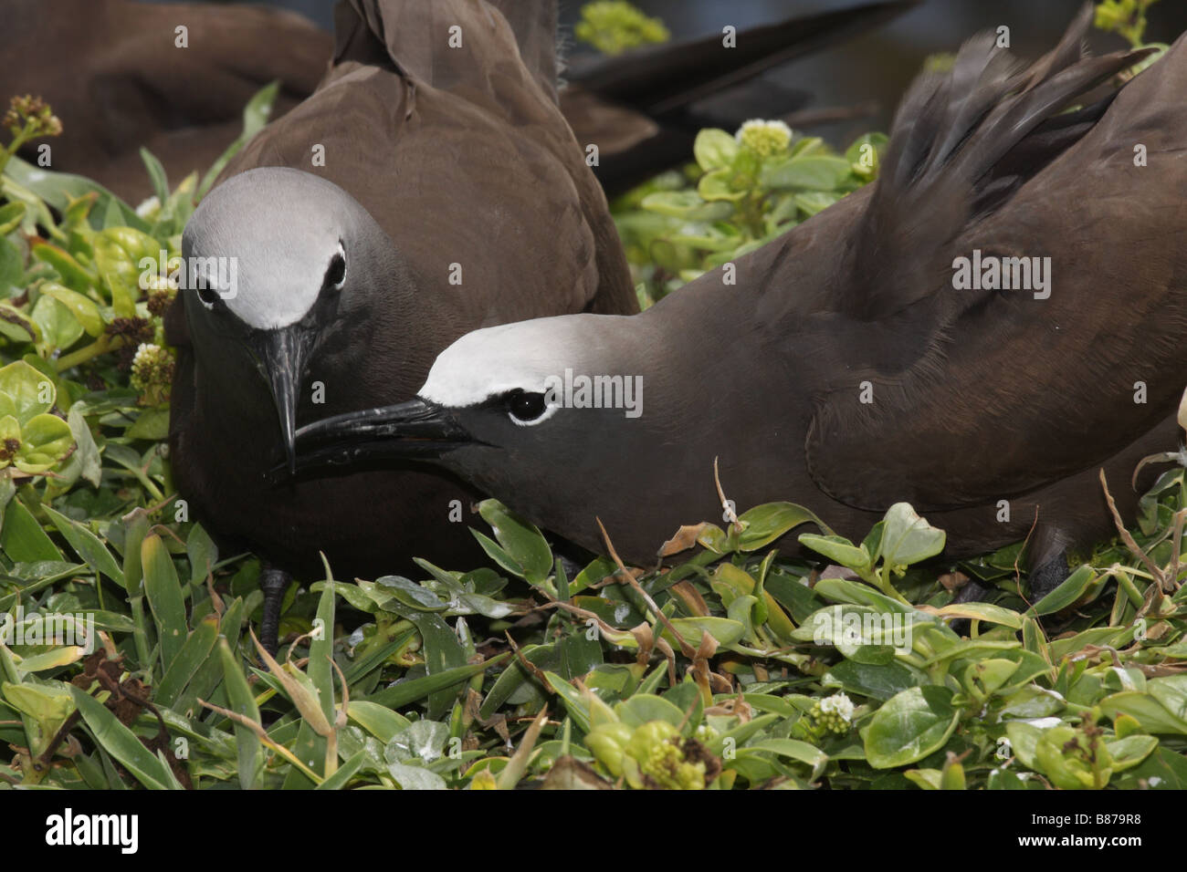 Brown Noddy Or Common Noddy High Resolution Stock Photography and ...
