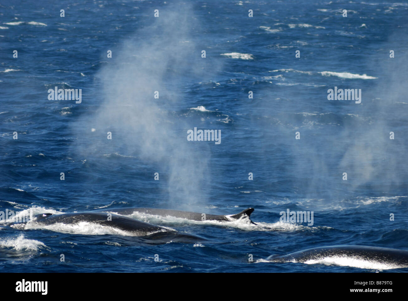 Antarctic Fin Whale Balaenoptera physalus spouting on surface Scotia Sea Antarctica Stock Photo ...