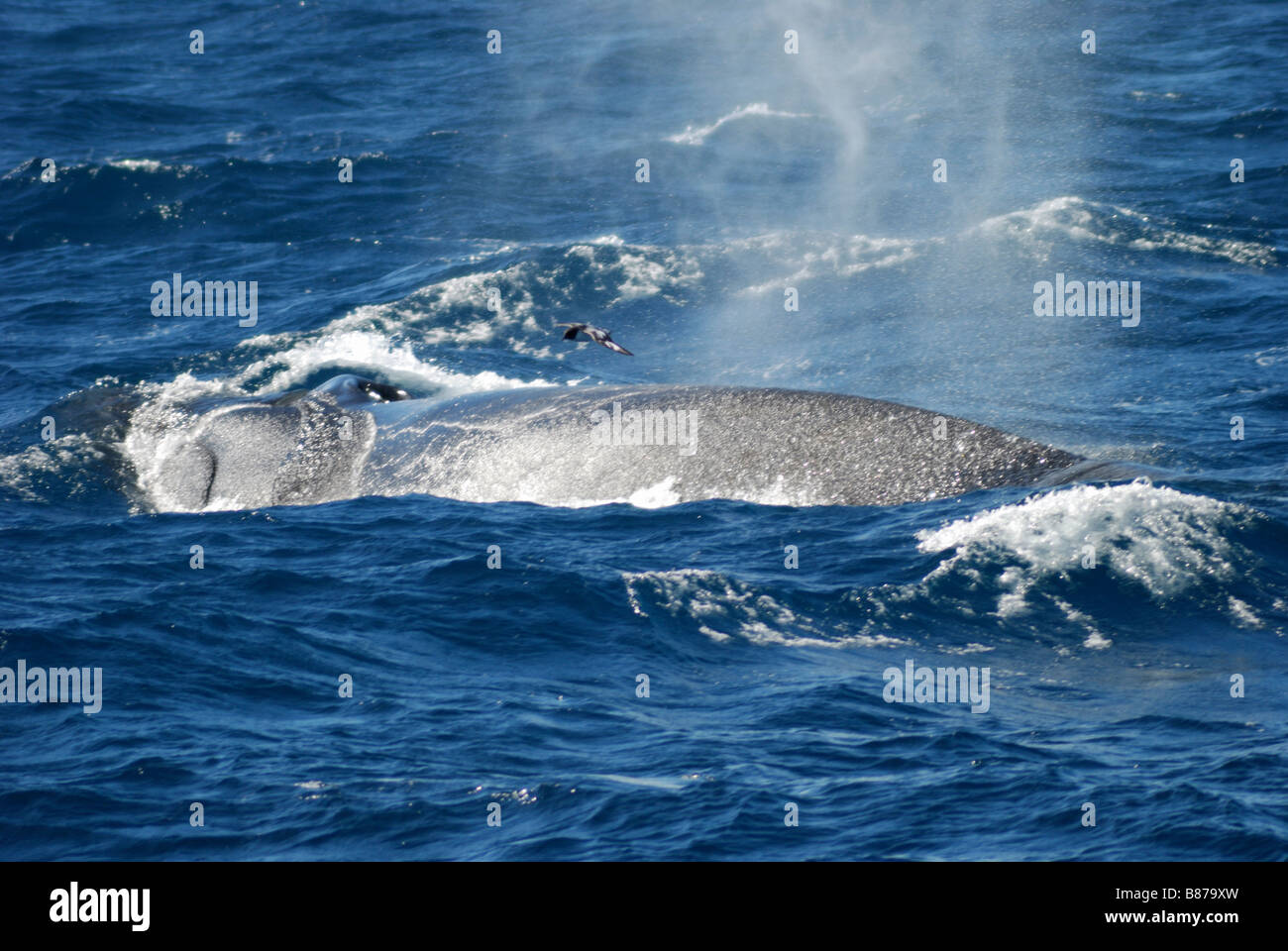 Antarctic Fin Whale Balaenoptera physalus Scotia Sea Antarctica Stock Photo - Alamy