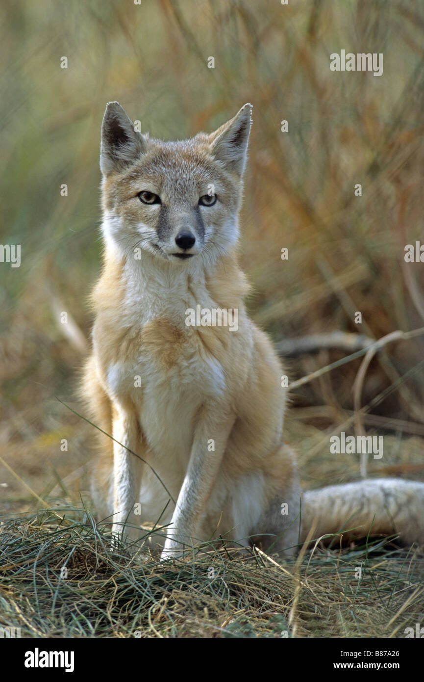 Swift Fox - sitting / Vulpes velox Stock Photo - Alamy