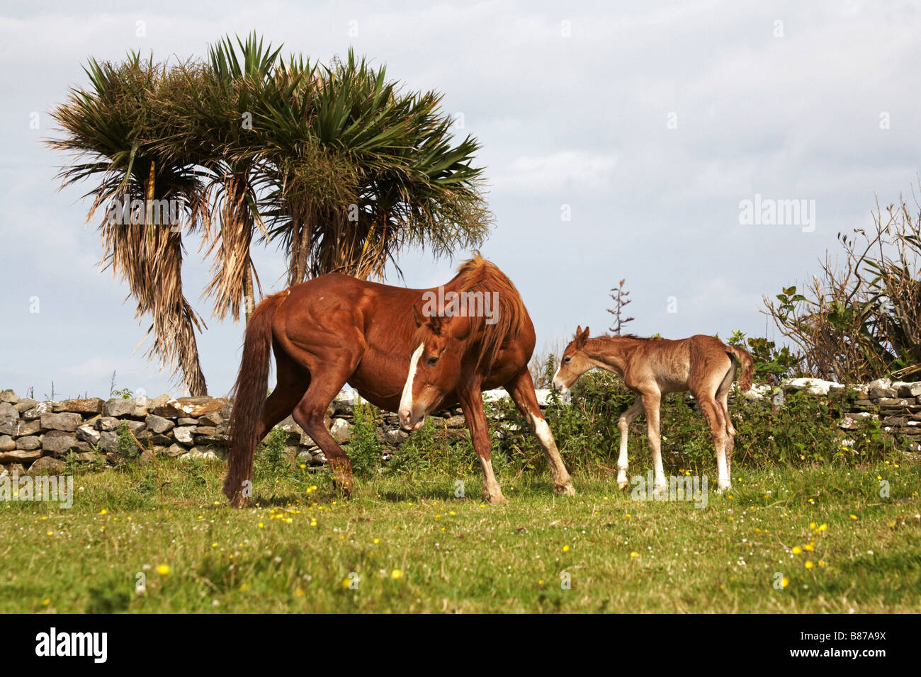 Mare with newborn foal The foal was born at night and is approximately ...