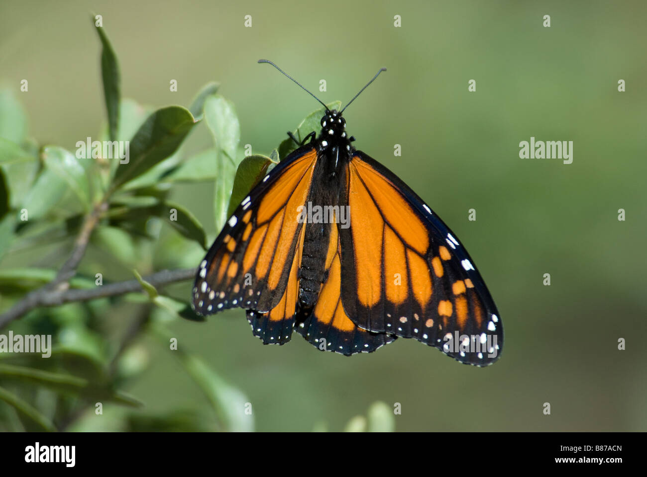 Monarch Butterfly 'Danaus plexippus' Stock Photo - Alamy
