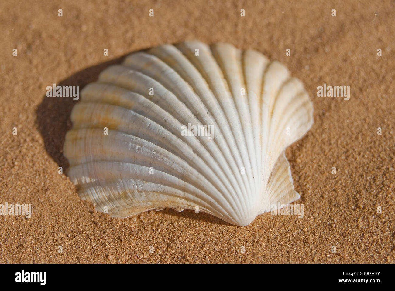 Scallop shell or beach sand Stock Photo - Alamy