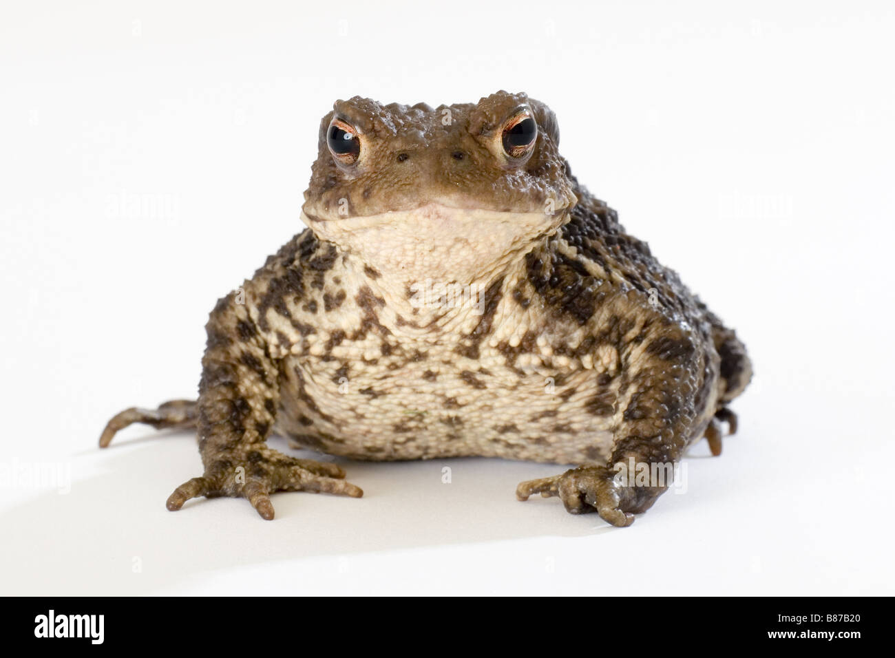 Common toad cutout hi-res stock photography and images - Alamy