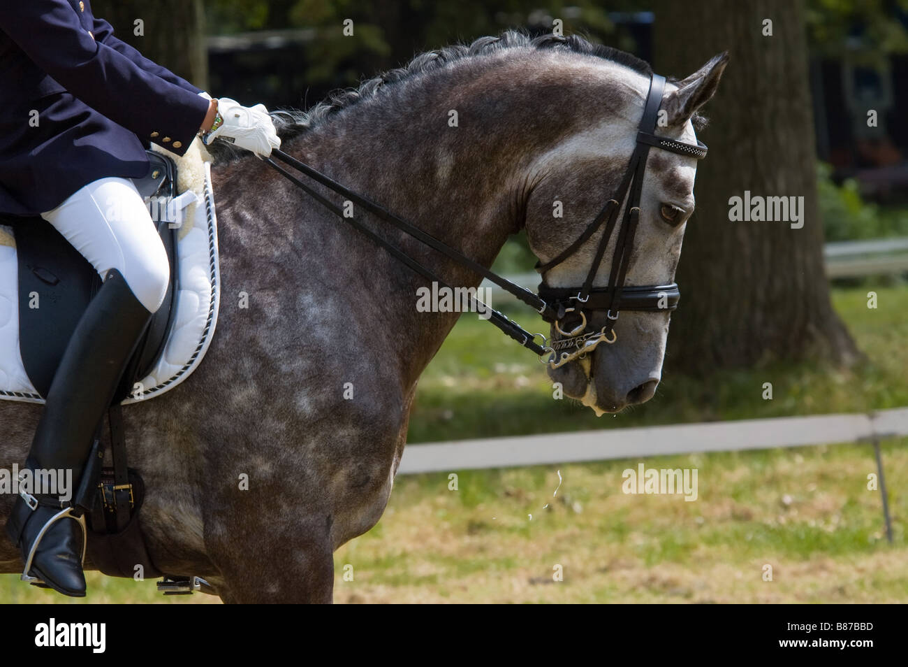 jockey on a beautiful horse Stock Photo - Alamy