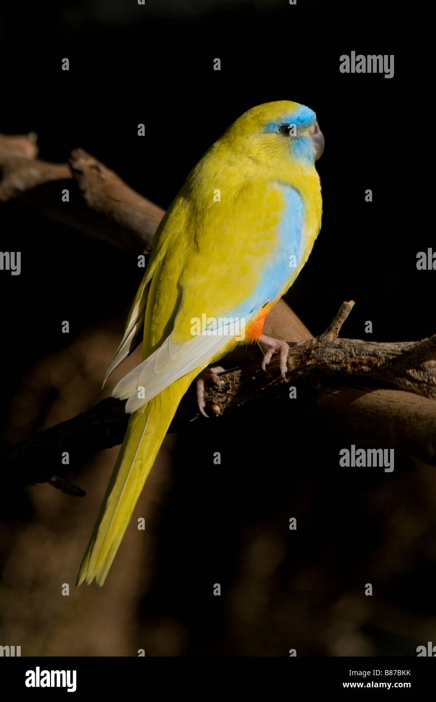 Turquoise Parrot, 'Neophema pulchella', medium sized Australian Grass ...
