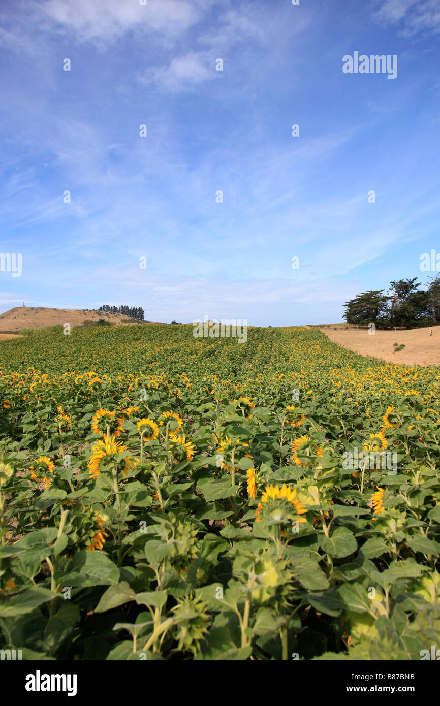 Commercial sunflowers hi-res stock photography and images - Alamy
