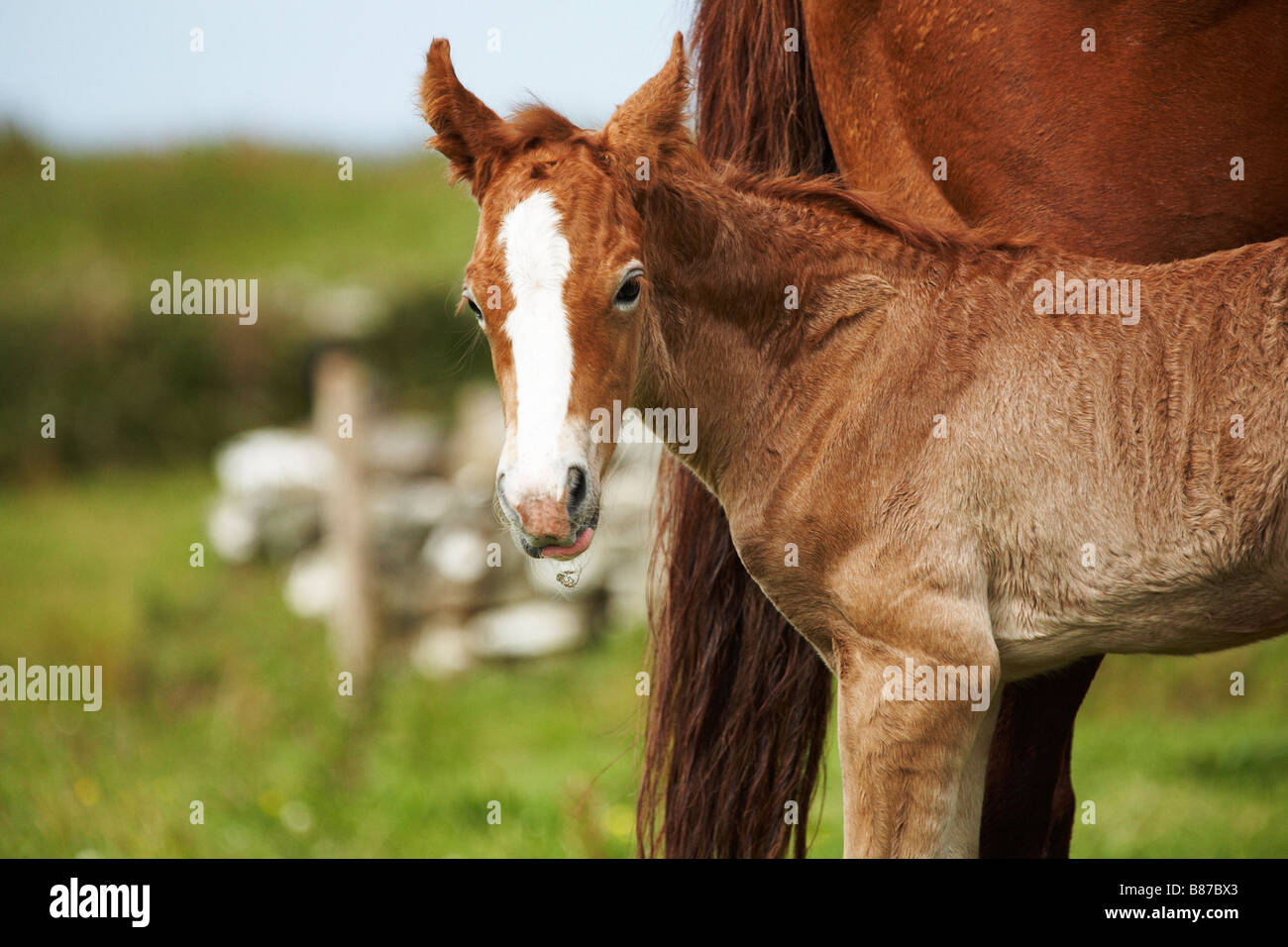 Mare with newborn foal The foal was born at night and is approximately ...