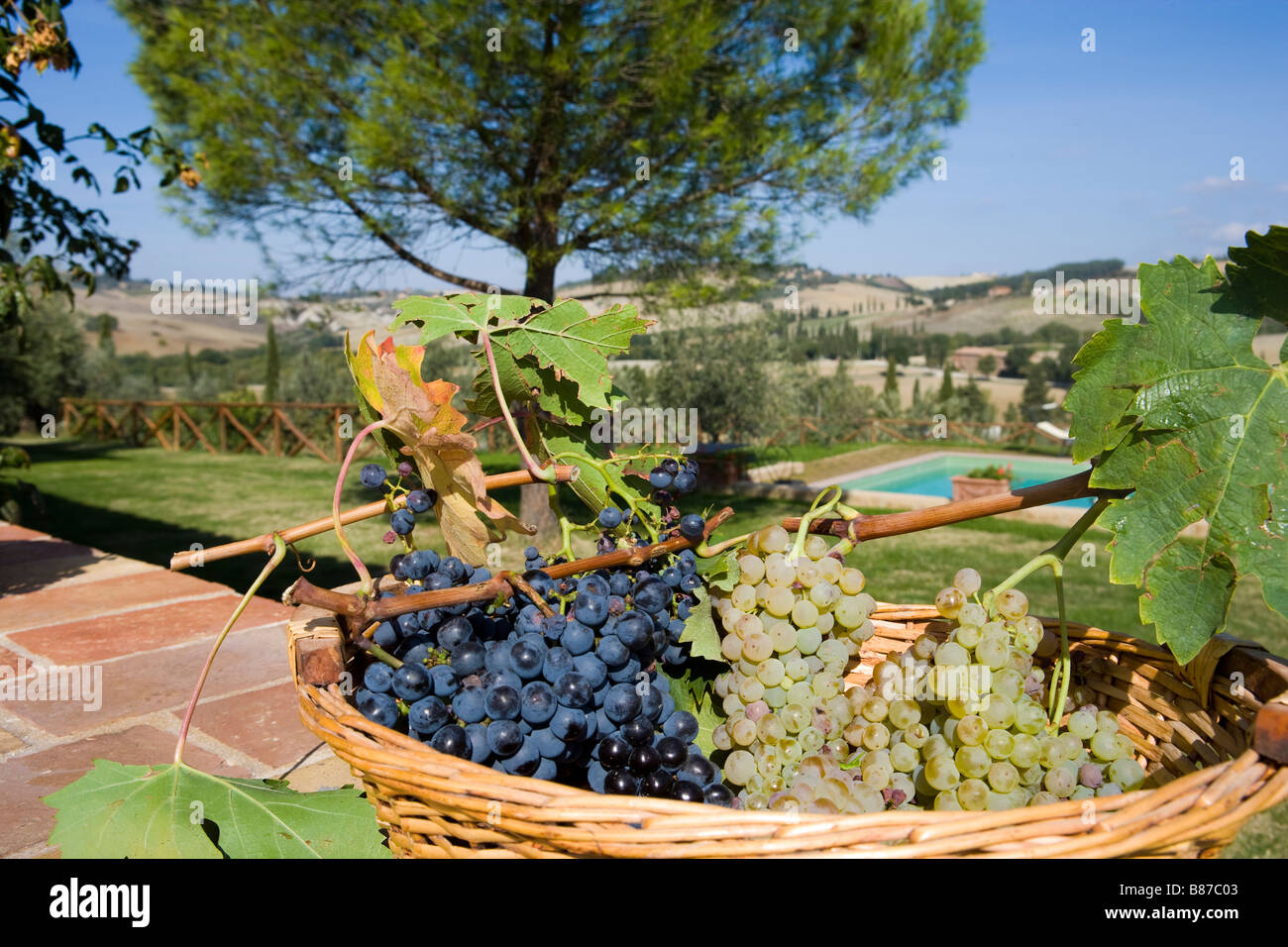 baskets of grapes Stock Photo - Alamy