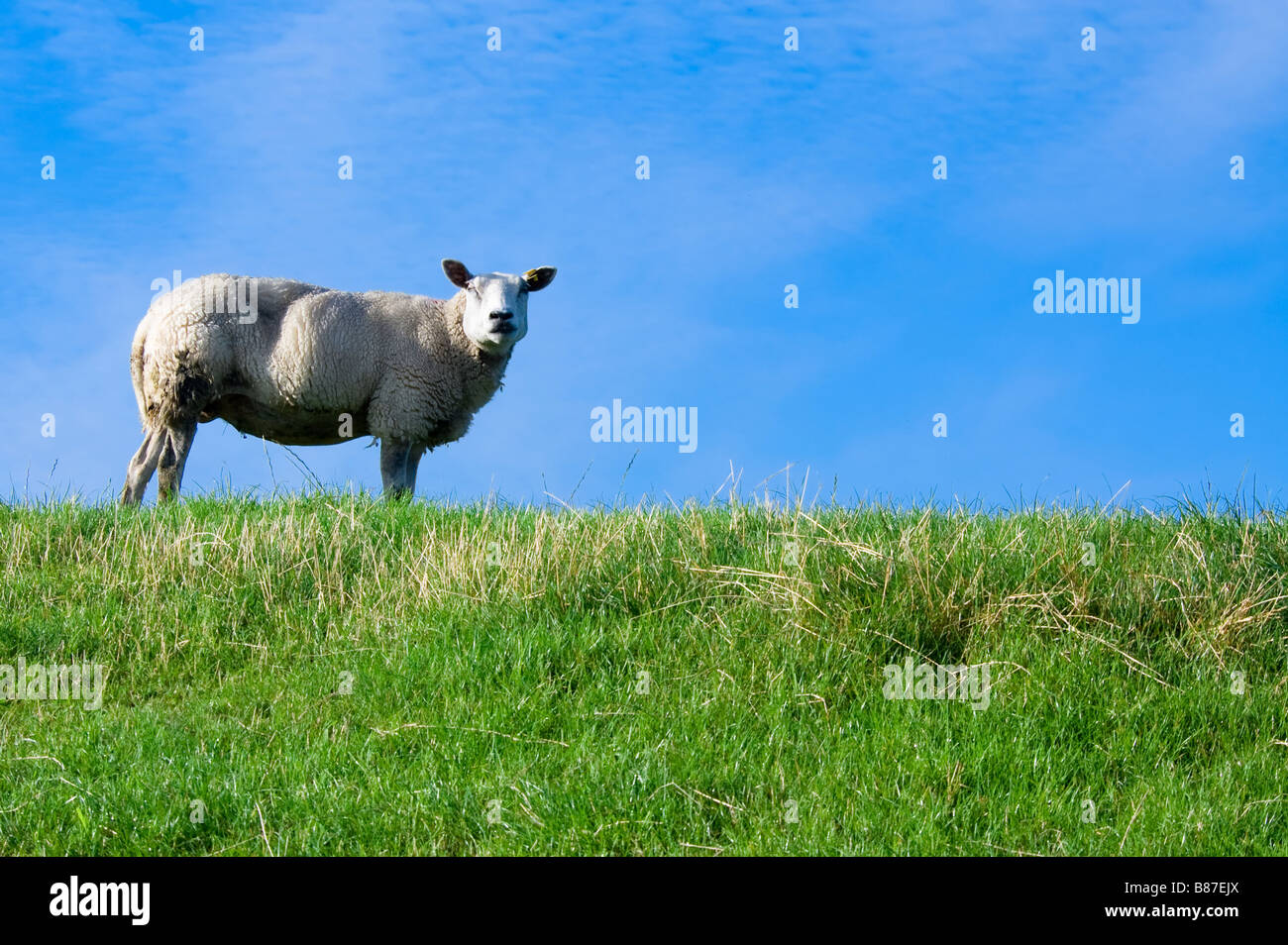 sheep on fresh green grass with bright blue sky Stock Photo - Alamy