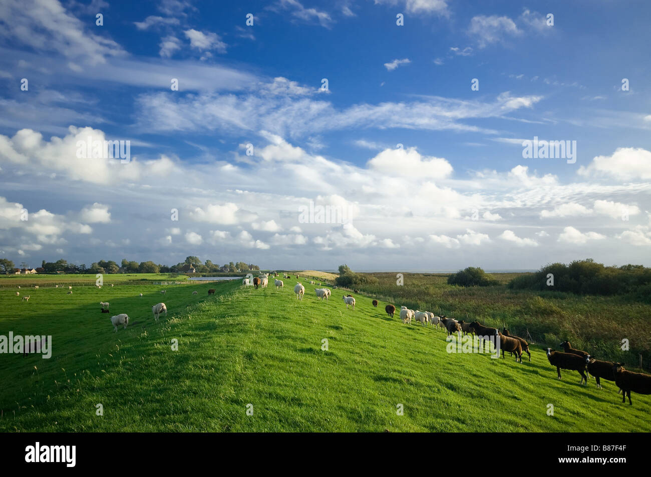 Netherlands holland sunflower field scenery hi-res stock photography ...