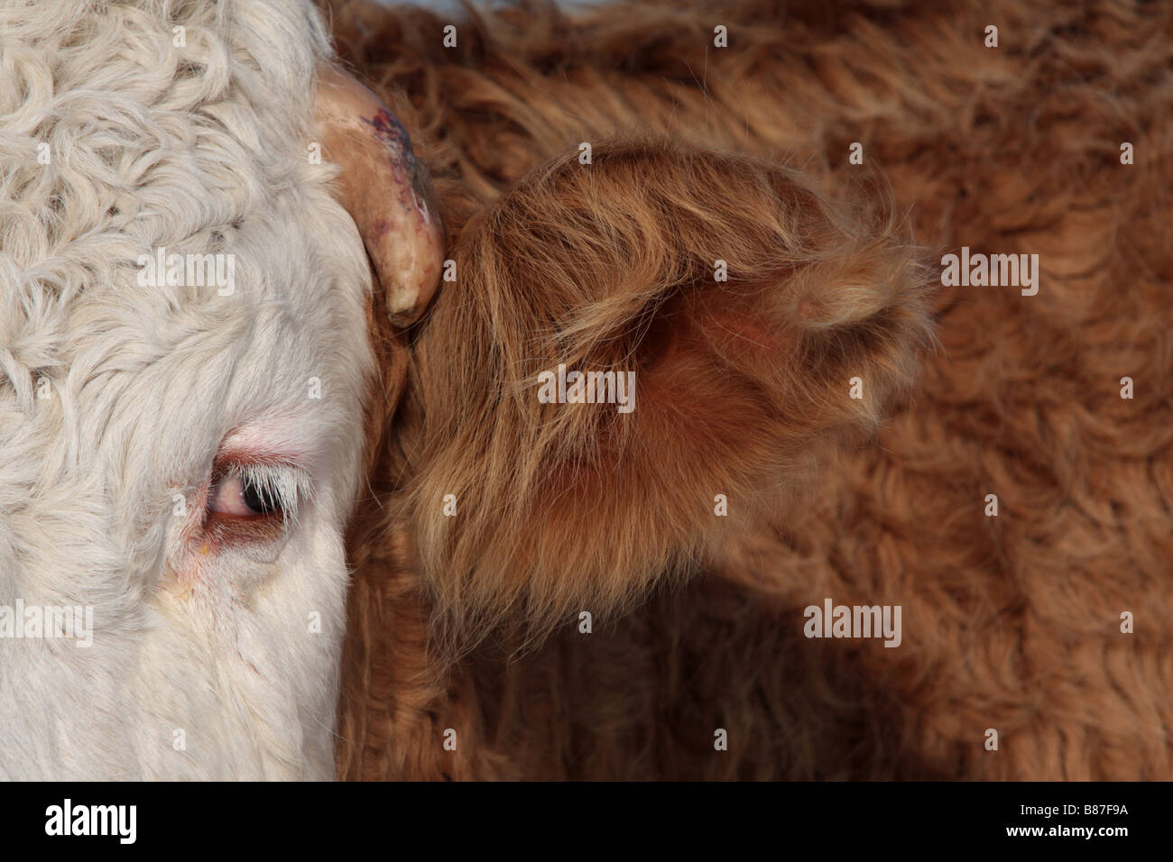 'charalaris bullock', bull, calf, cow, eye Stock Photo - Alamy