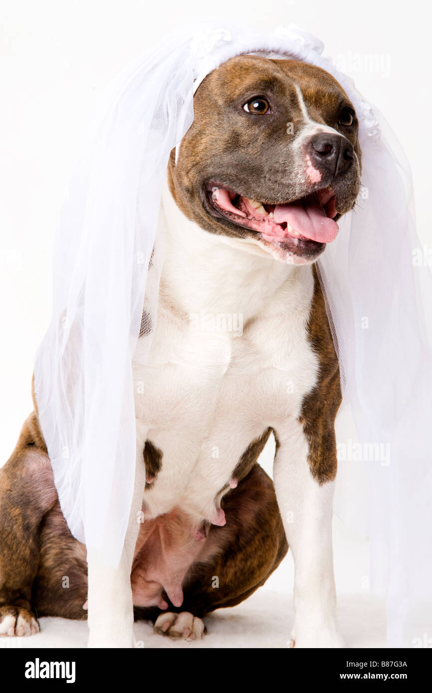 Dog as bride Stock Photo - Alamy