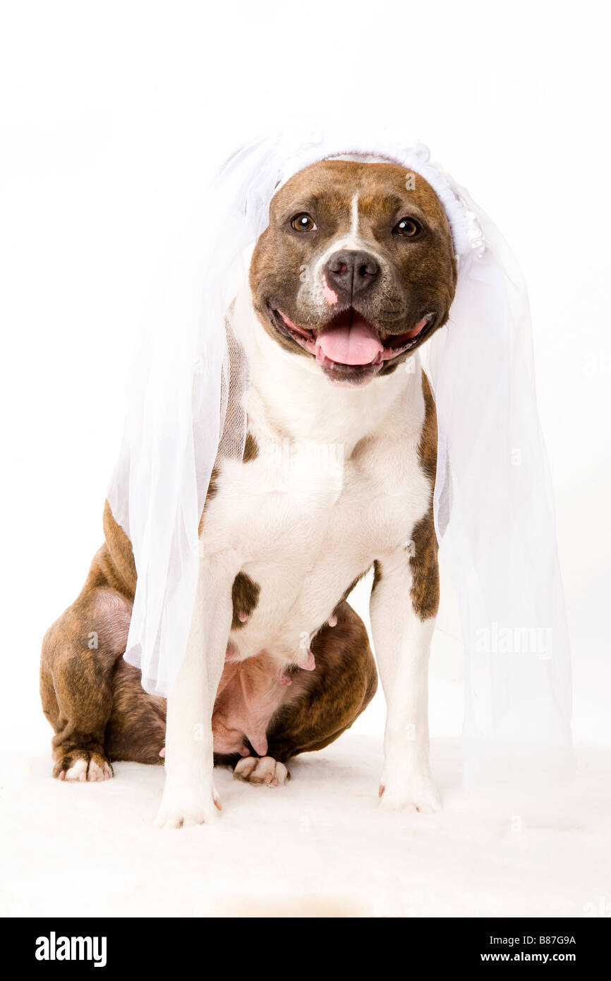 Homeholder hi-res stock photography and images - Alamy