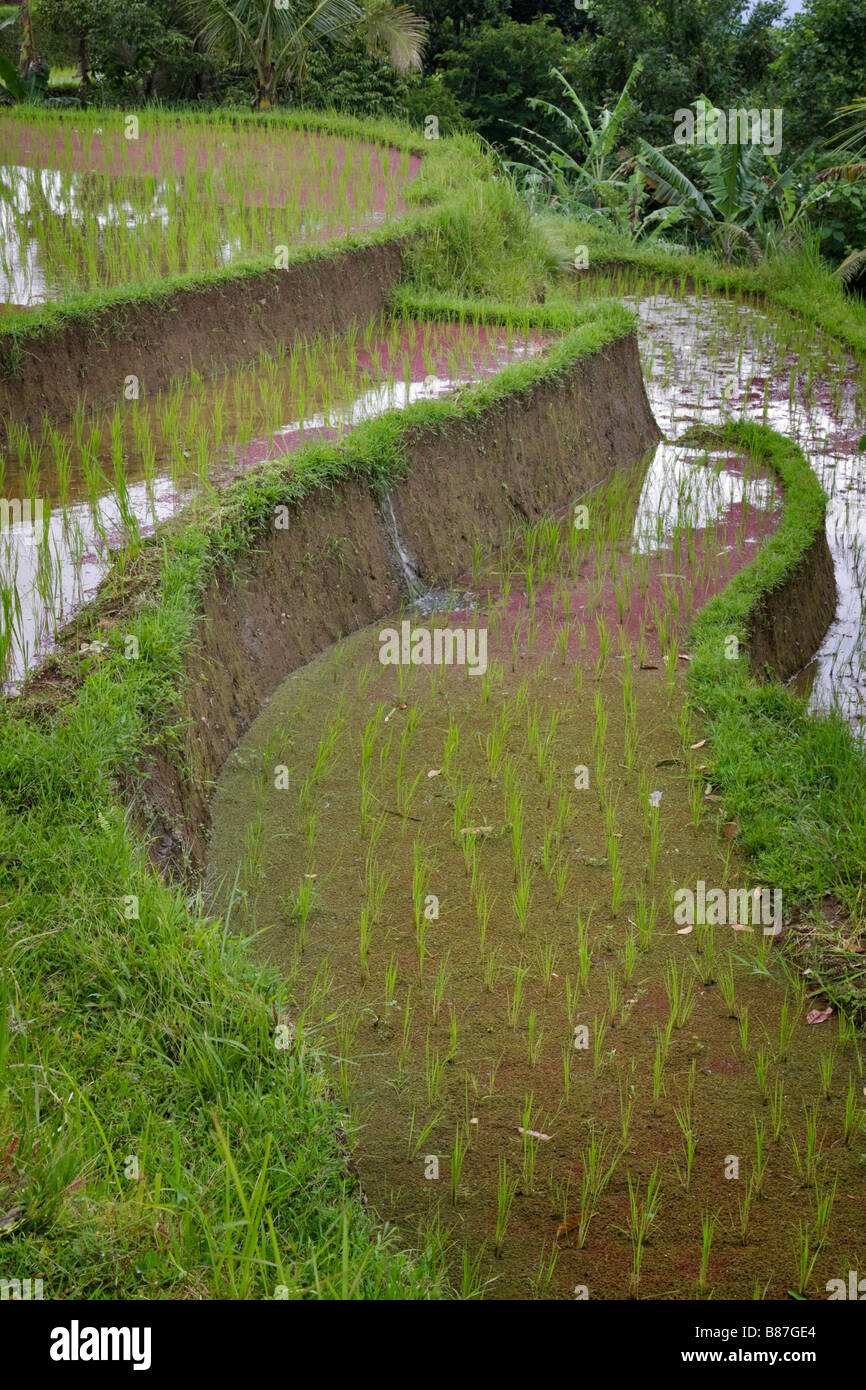 Irrigation of rice terraces in Bali Indonesia Stock Photo - Alamy