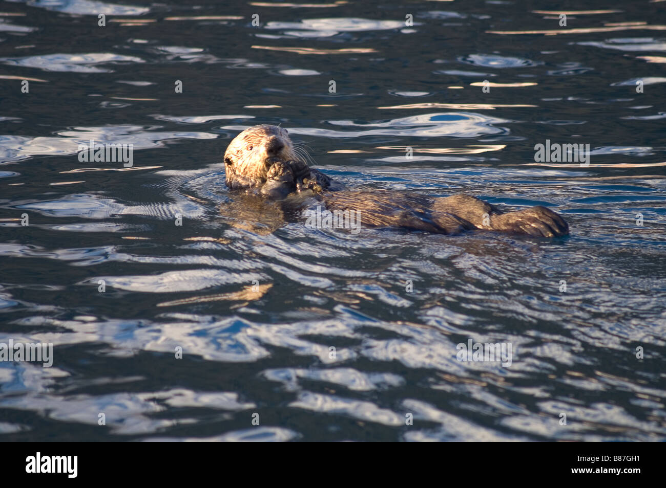Sea Otter Seward Alaska Resurrection Bay United States North America ... Sea Otter Seward Alaska Resurrection Bay United States North America ...