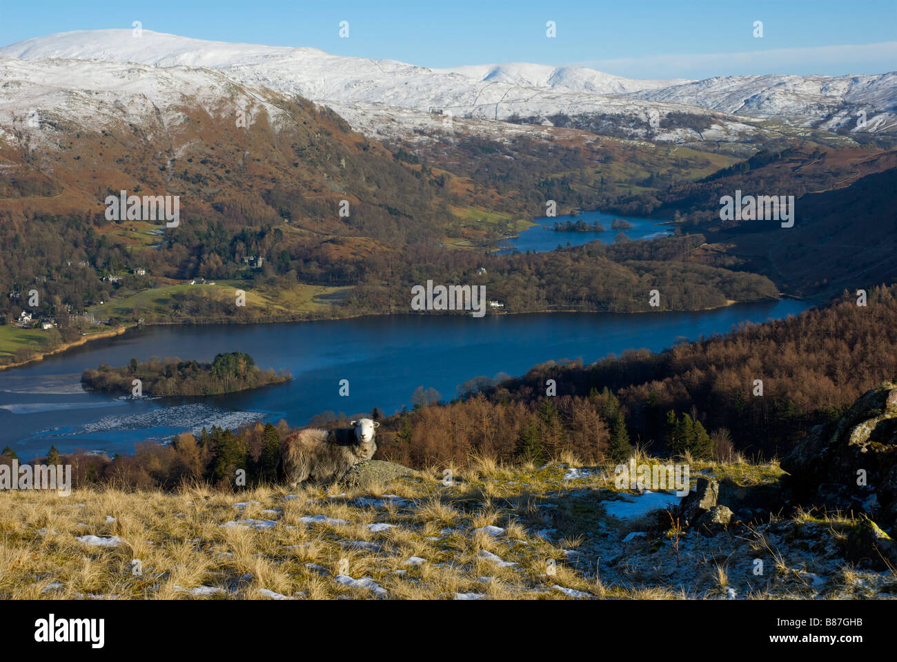 Herdwick sheep on Dow Bank, overlooking Grasmere and Rydal Water, Lake ...