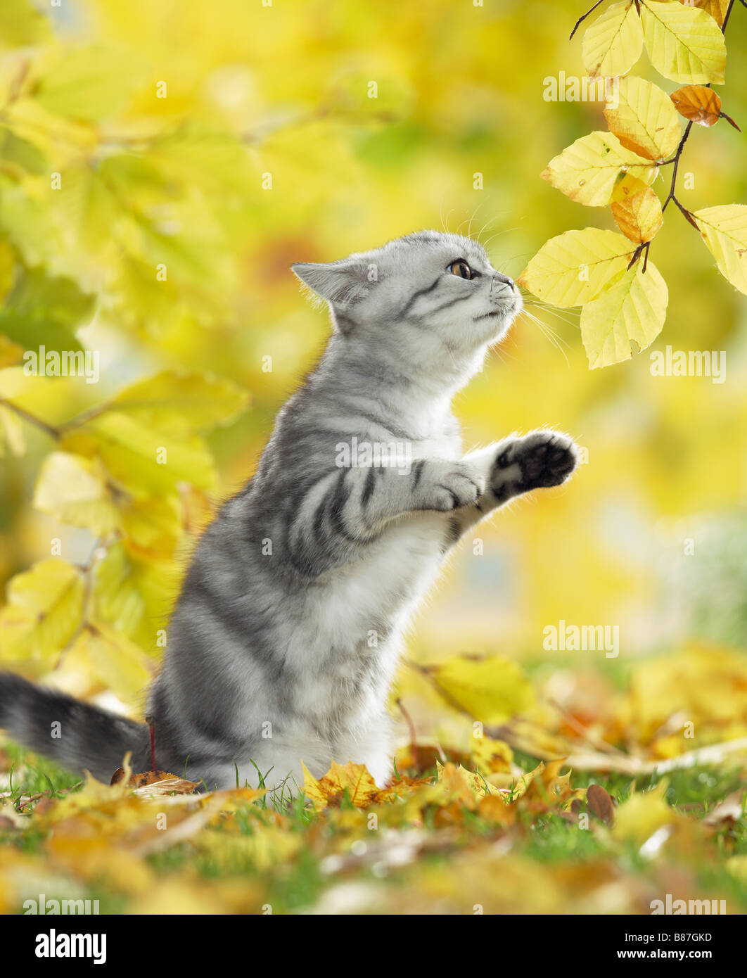 Short twig hi-res stock photography and images - Alamy