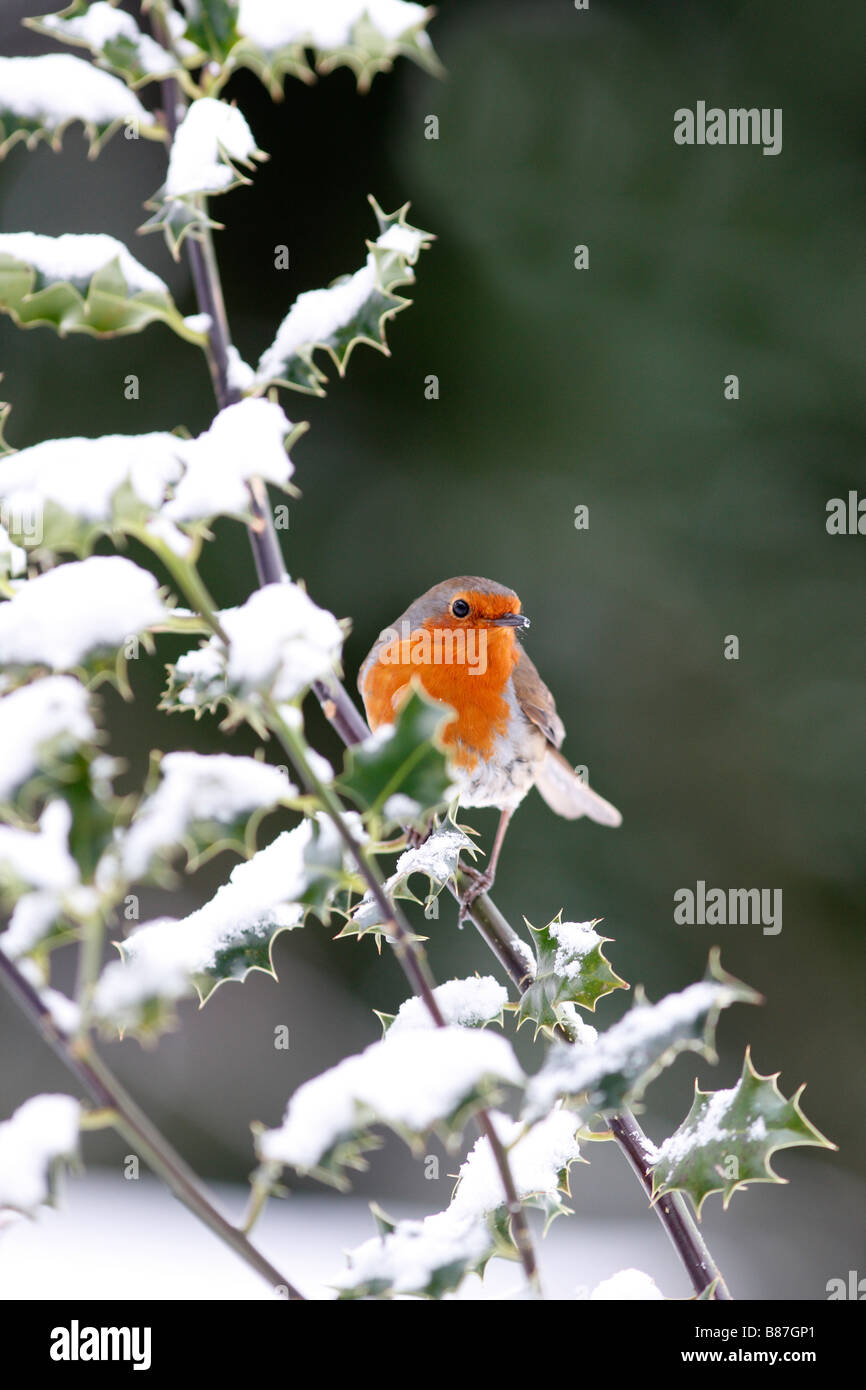 Robin on holly hi-res stock photography and images - Alamy