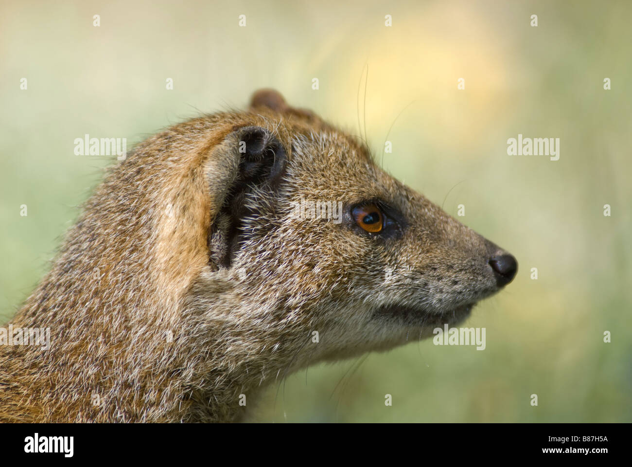 close up of a yellow mongoose Cynictis penicillata Stock Photo - Alamy