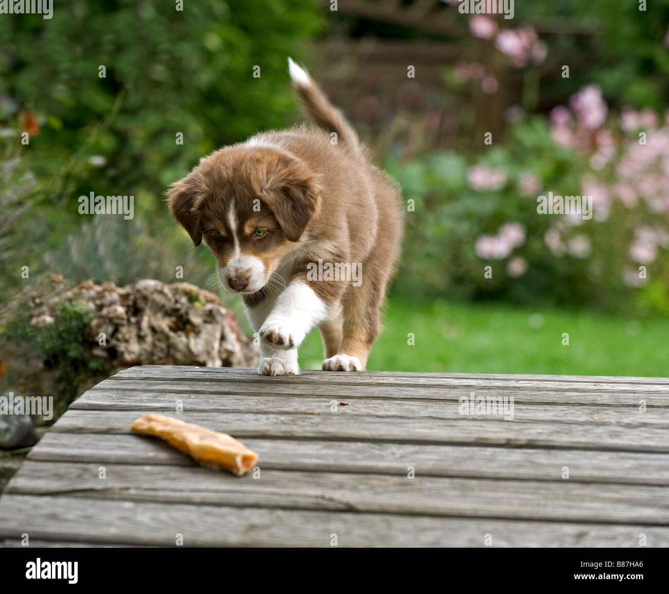 Australian Shepherd dog - puppy getting treat Stock Photo - Alamy