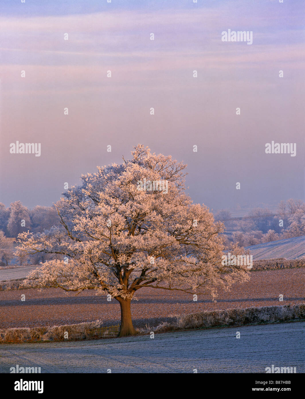 Heavily Frosted tree at East Markham Nottinghamshire Stock Photo - Alamy
