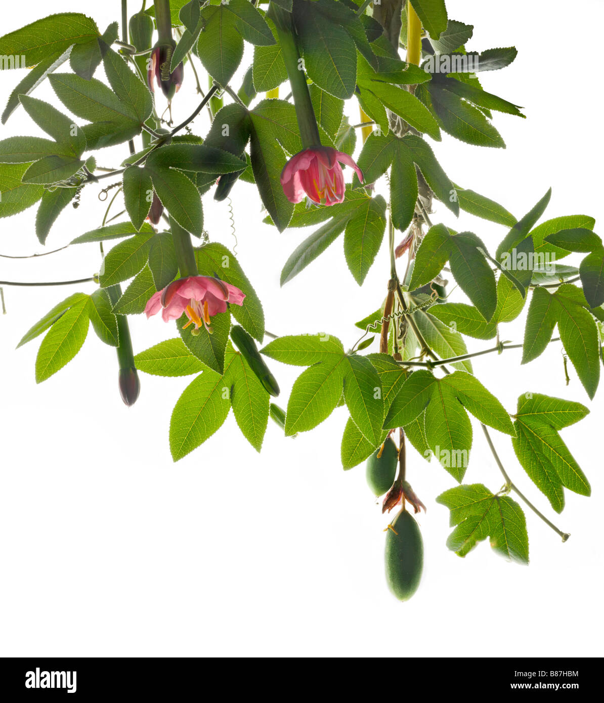 Passiflora Passion Fruit flower plant Stock Photo - Alamy