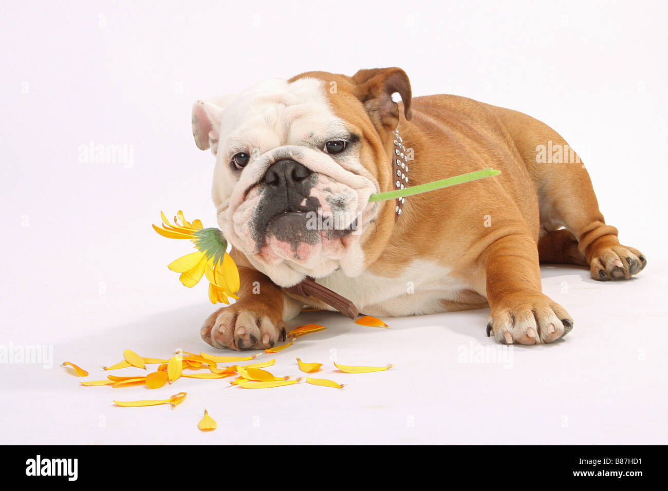 English Bulldog with flower Stock Photo - Alamy