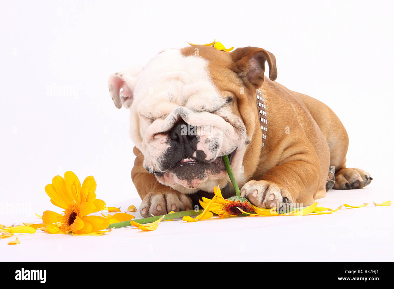 English Bulldog with flower Stock Photo - Alamy