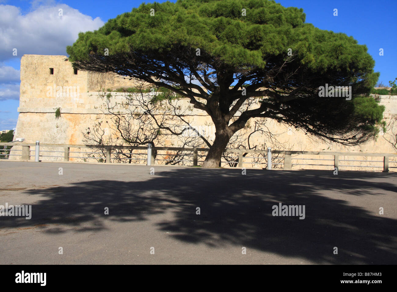 A lonely tree casting shadow, Malta Stock Photo - Alamy
