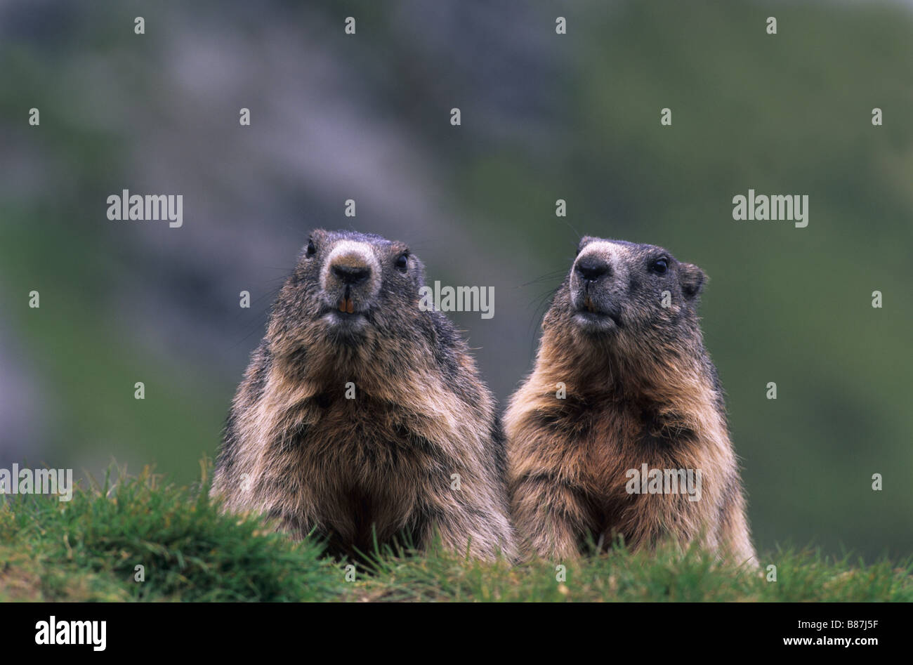 two Alpine marmots / Marmota marmota Stock Photo - Alamy