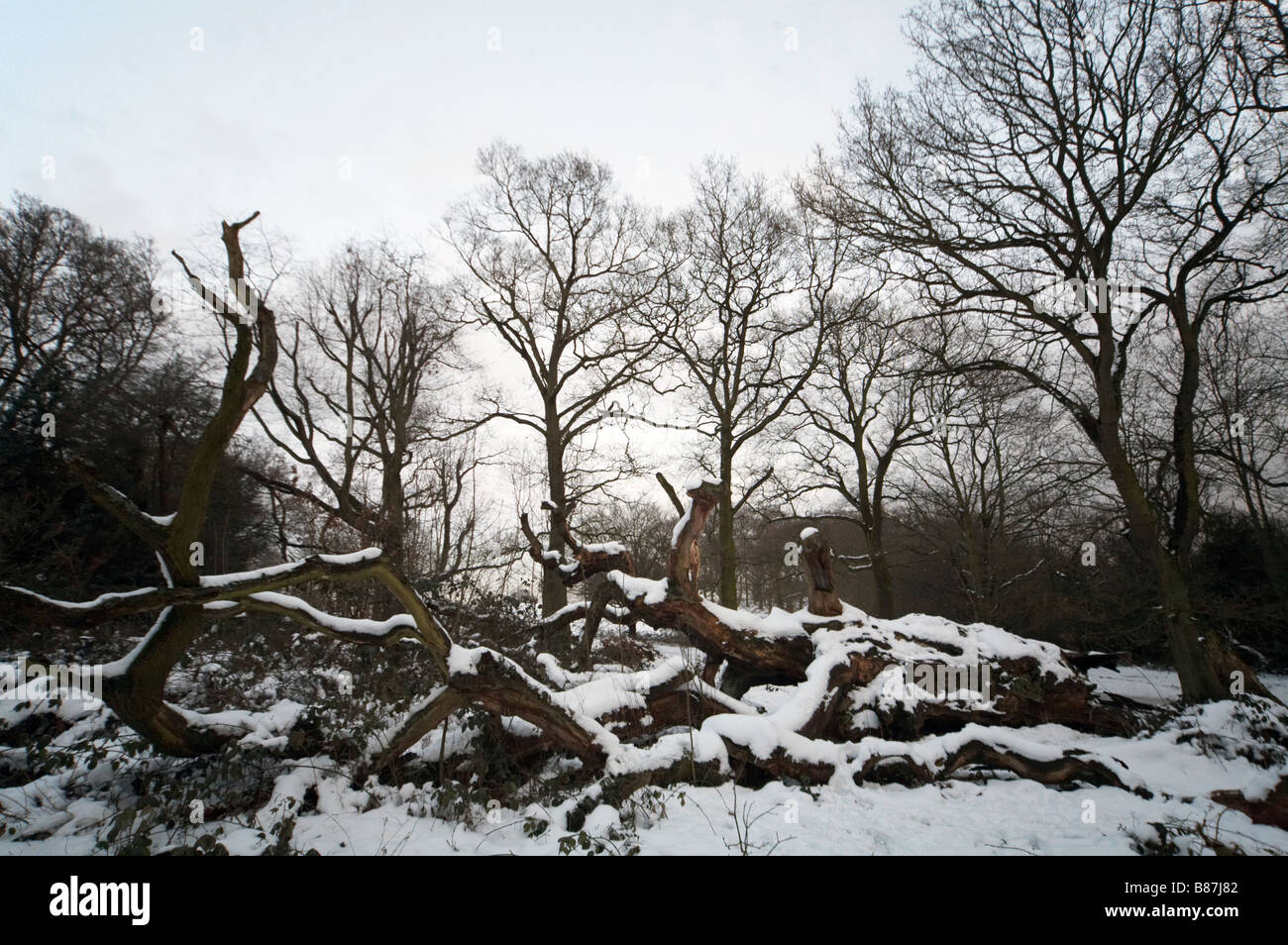 Snow on hampstead heath in london england uk winter snow snowfall Stock ...