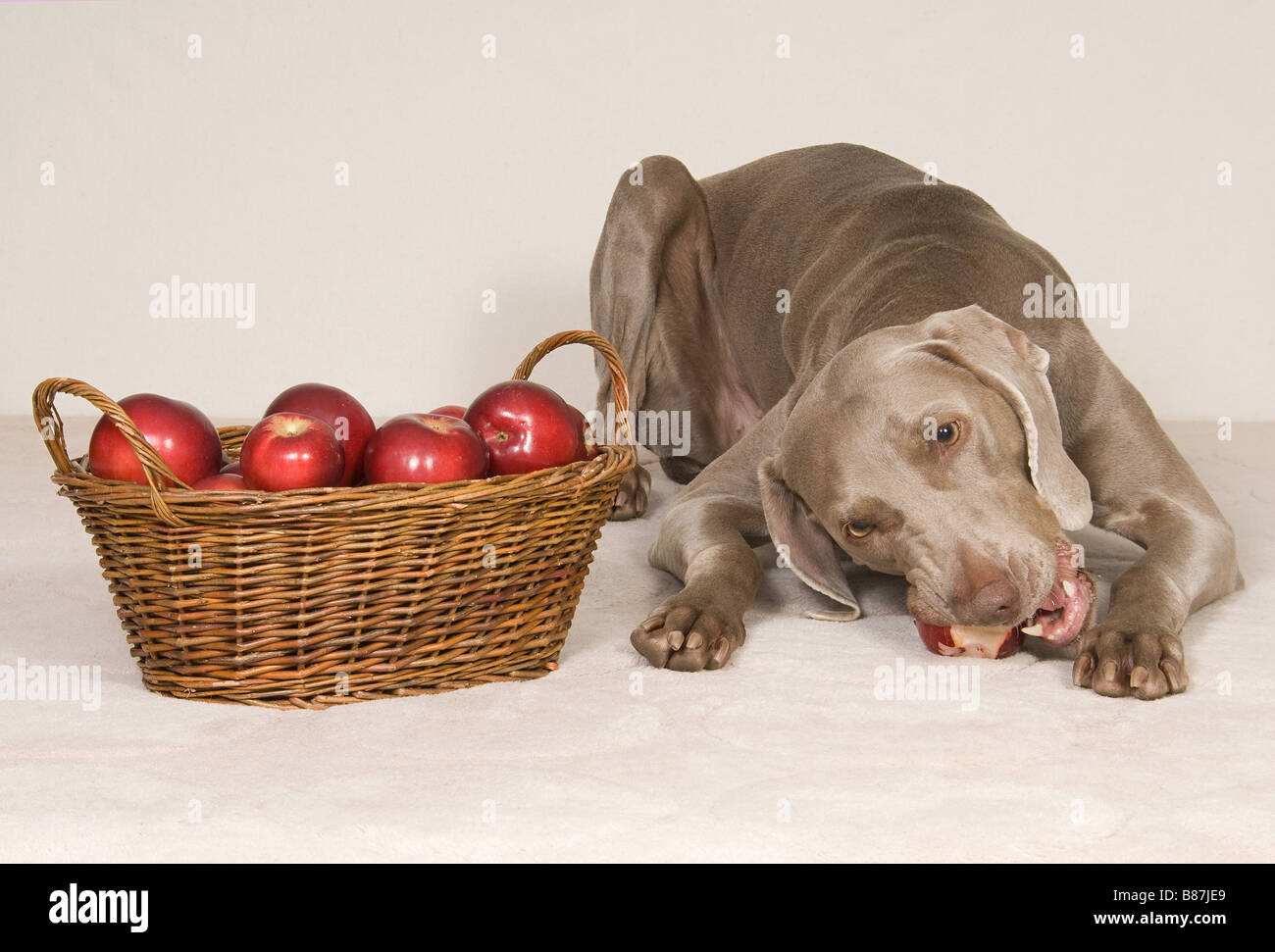 Weimaraner eating hi-res stock photography and images - Alamy
