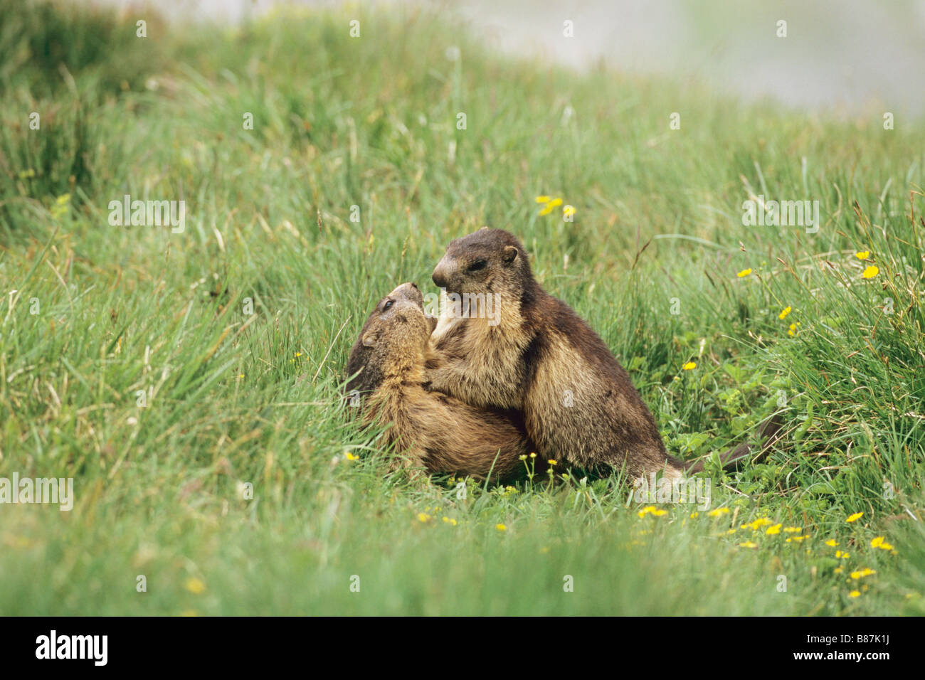 two Alpine marmots - fighting / Marmota marmota Stock Photo - Alamy