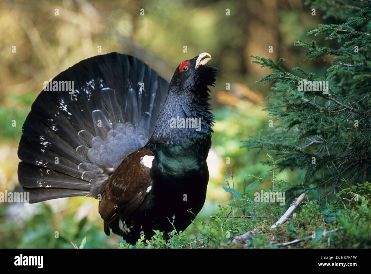 Western capercaillie displaying male hi-res stock photography and ...