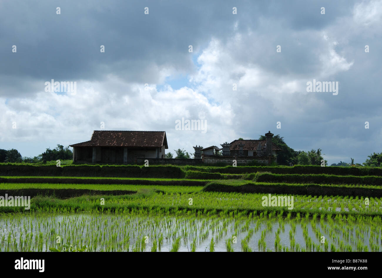 Bali house and rice field Stock Photo - Alamy