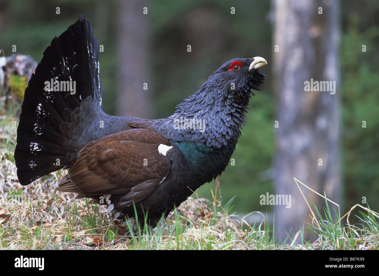 wood grouse (male) - display / Tetrao urogallus Stock Photo - Alamy