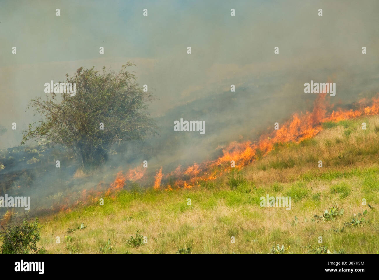 Wild fire on Mount Sentinel in Missoula, Montana Stock Photo - Alamy