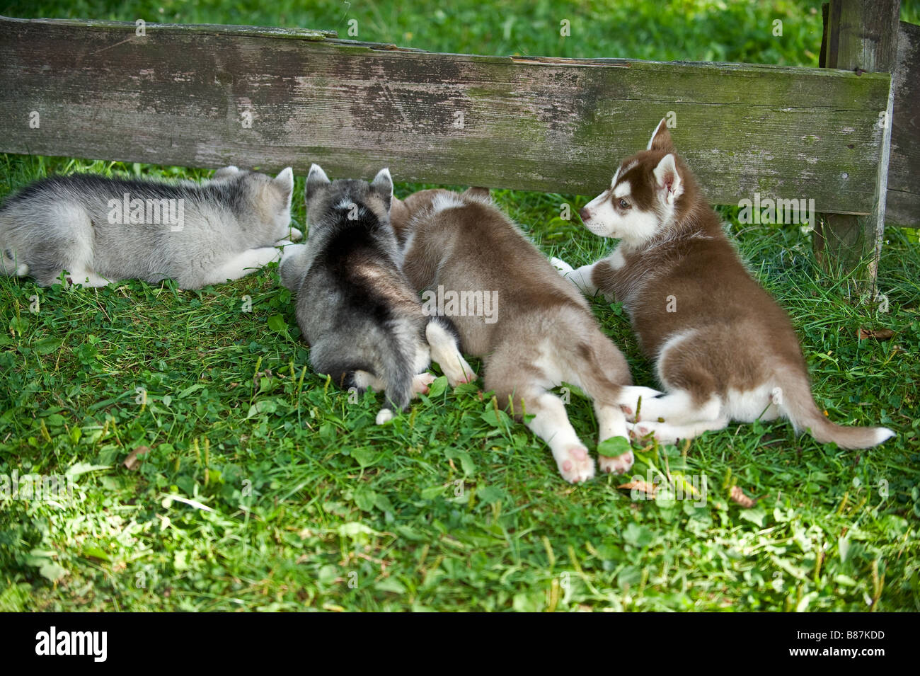 Siberian Husky dog - four puppies on meadow Stock Photo - Alamy