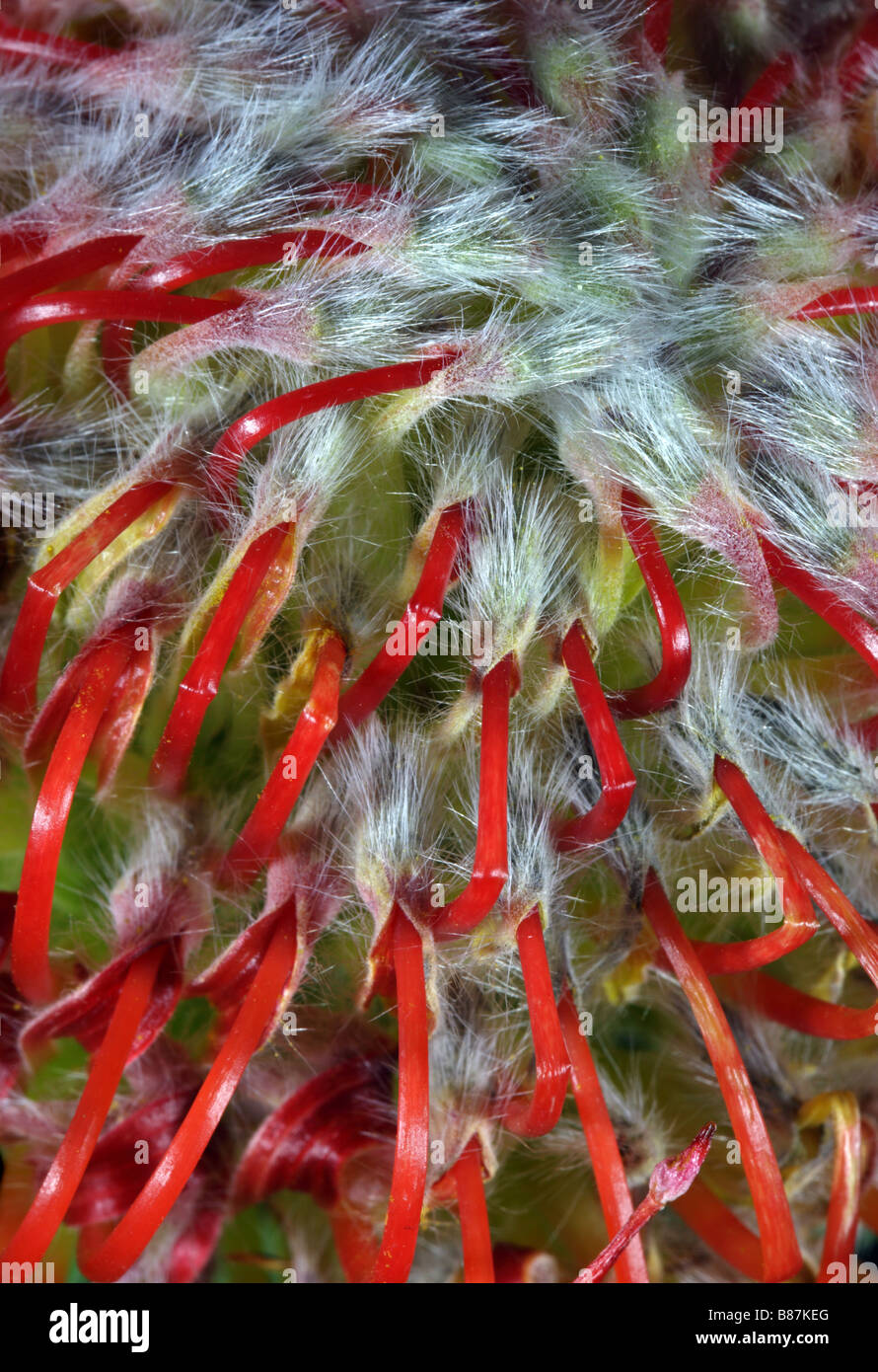 Red protea hi-res stock photography and images - Alamy
