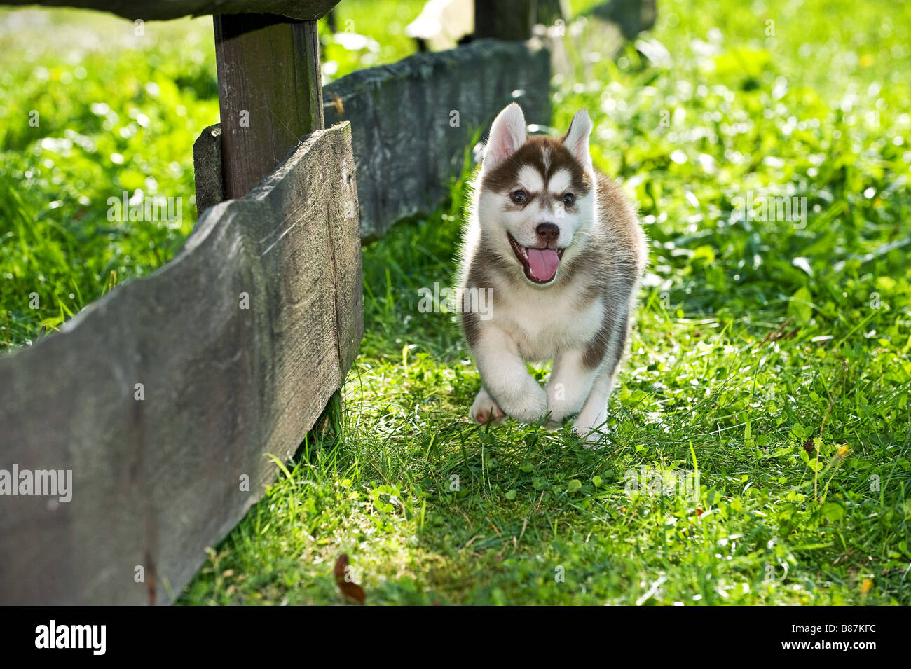 Cute siberian husky running hi-res stock photography and images - Alamy