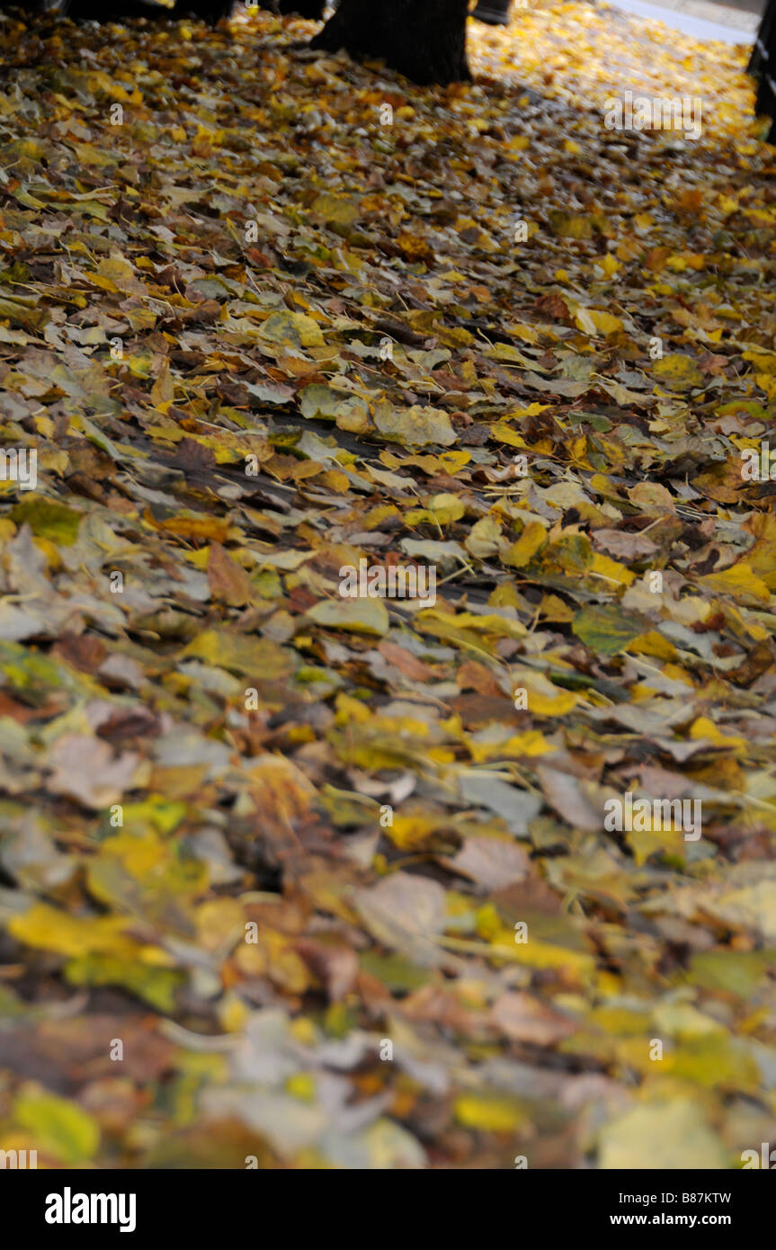 Sidewalk fall hi-res stock photography and images - Alamy