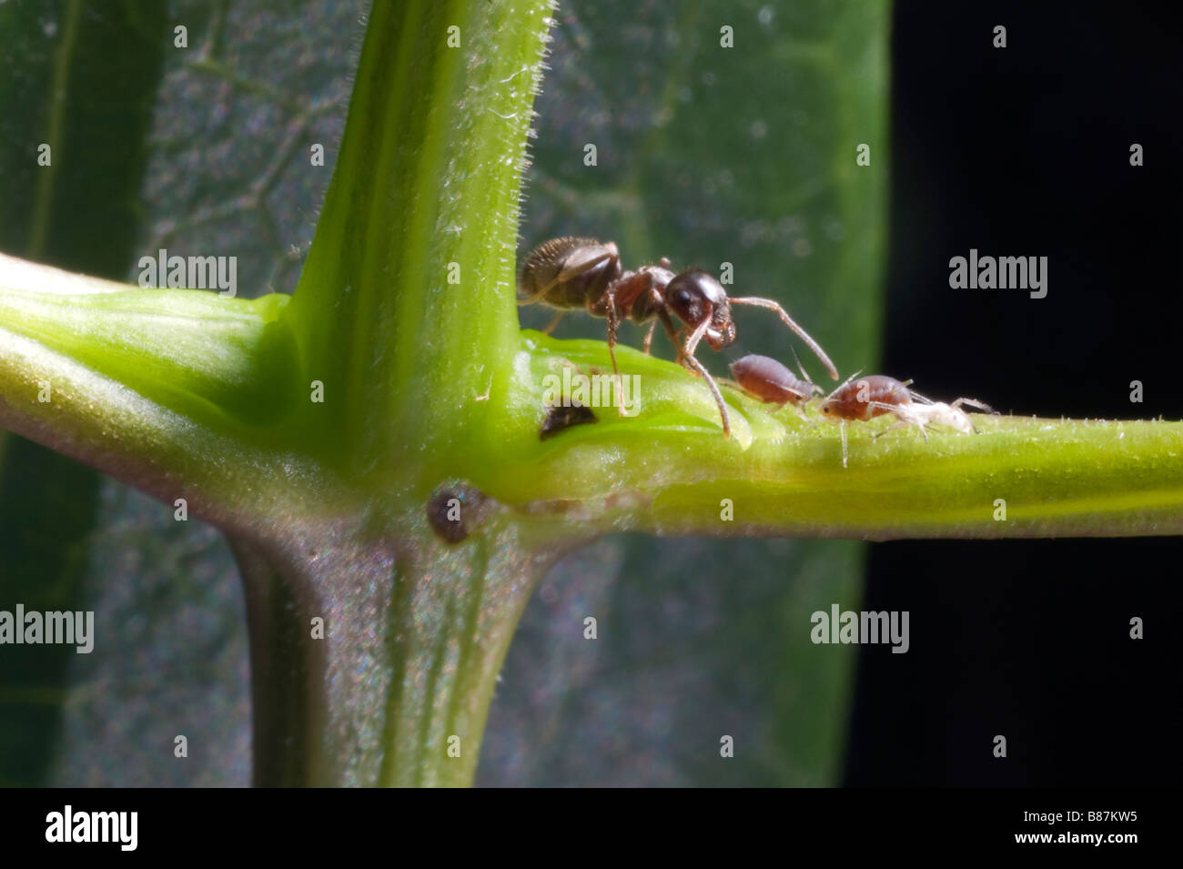 Ant plant stem hi-res stock photography and images - Alamy